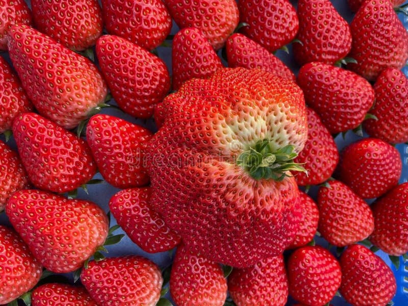 Close Up of Fresh Strawberry Fruits Stock Photo - Image of fruit ...