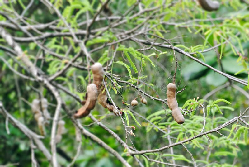 Fresh tamarind on tree stock image. Image of food, nutrition - 56102245
