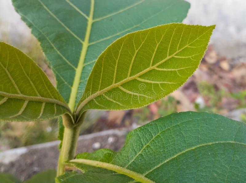 Close-Up of Fresh Teak Leaf Shoot with Detailed Vein Patterns. Young ...