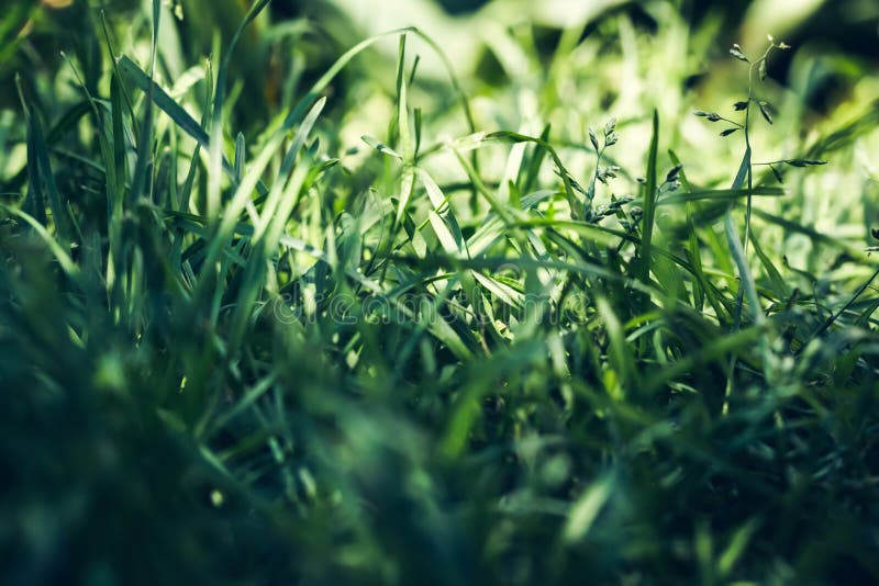 Close Up Of Fresh Thick Grass In The Early Morning Stock Image Image