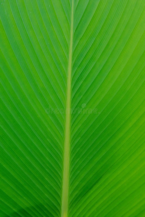 Tropical Green Leaf Pattern Background Stock Image - Image of concept ...