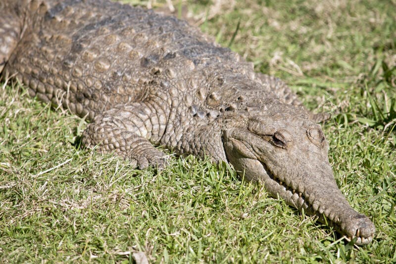 Fresh water crocodile stock photo. Image of fresh, scales - 124519170