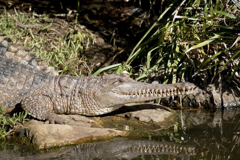 Fresh water crocodile stock photo. Image of johnstone - 124521862