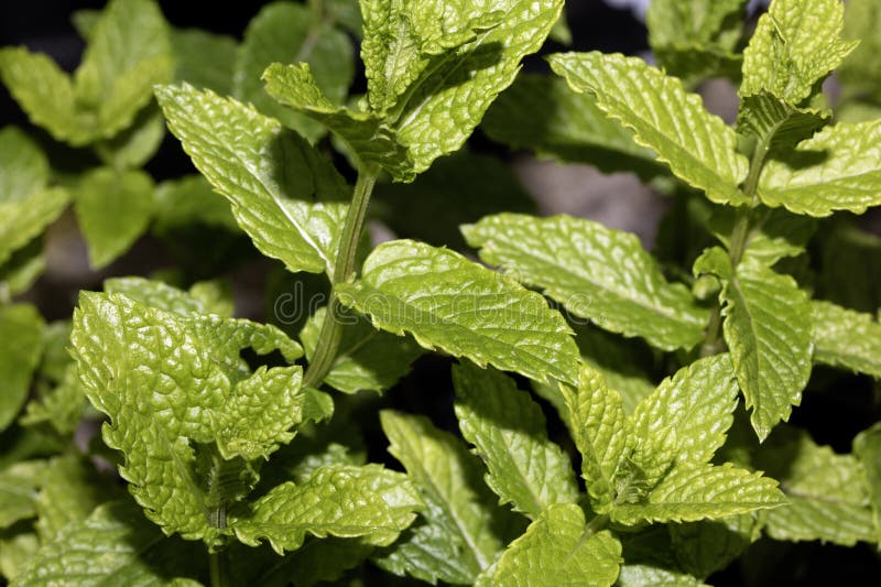 Close Up of Fresh Wild Mint Growing on a Plant Stock Image - Image of ...