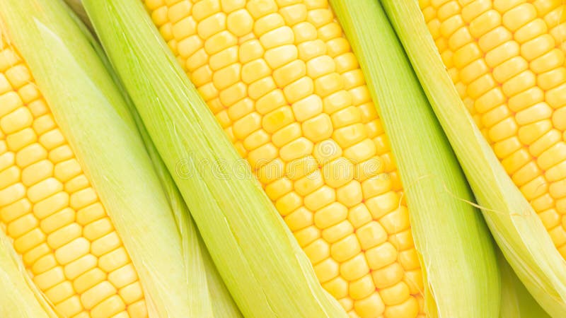 Close Up of Fresh Yellow Corn Seeds Stock Image - Image of freshness ...