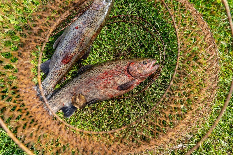 Close-up of Freshly Caught Trout in the Net on Fish Farm Stock Image ...