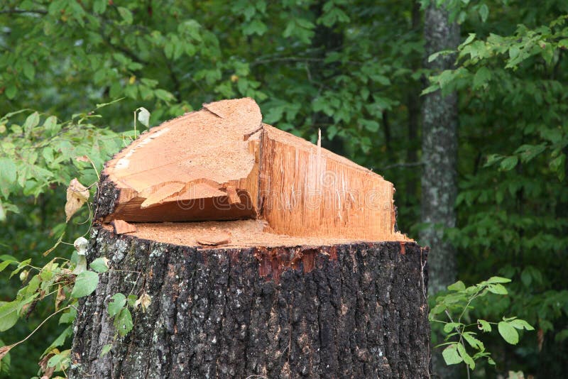 Close Up of a Freshly Chopped Down Tree Stock Photo - Image of fell ...