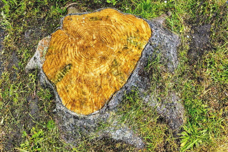 Close Up of Freshly Cut Pine Stump in Spring Stock Photo - Image of ...