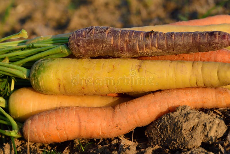 Close Up of Freshly Harvested Different Colored Carrots Lying in the ...
