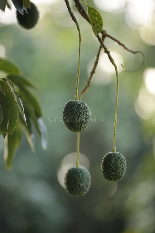 Close-up Freshness Natural Avocado Grow on the Tree Stock Photo - Image ...
