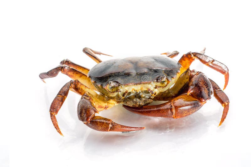 Close Up Freshwater Crabs on White Background. Stock Image - Image of ...