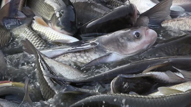 Close-up of Freshwater Fish in Pond, Fish Harvest Stock Video - Video ...