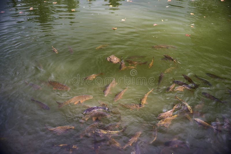 Close Up Freshwater Fish on Water Surface in Natural River. Fish ...