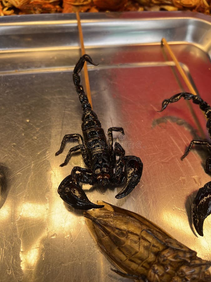 437 Fried Scorpion Pixabay Stock Photos - Free & Royalty-Free Stock ...