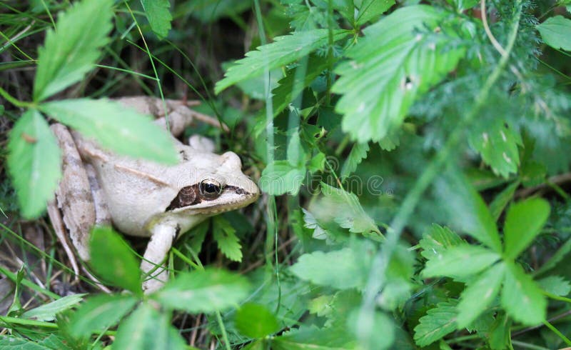 Close-up of a frog stock image. Image of grey, close - 26734371