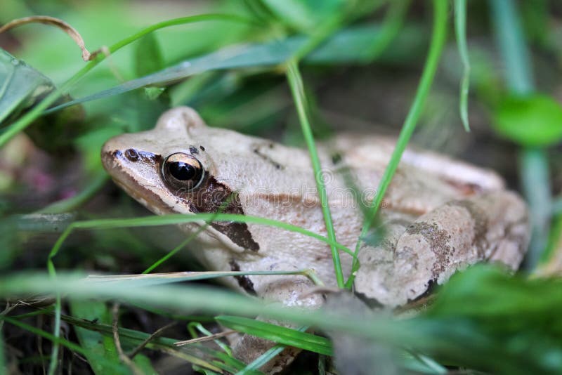 Close-up of a frog stock image. Image of grey, leafs - 26734397