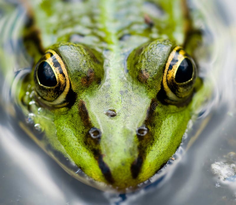 Close up frog stock photo. Image of gratified, humid, nose - 8679304