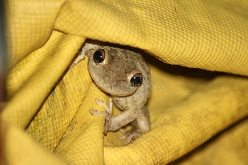 A close-up of a frog stock photo. Image of closeup, eyes - 39095548