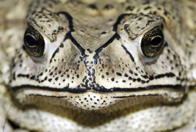 Close up of a frog stock image. Image of macro, face - 44867107