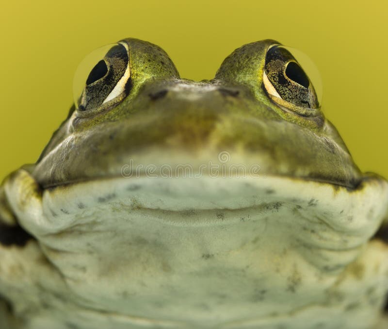 Close-up of a frog facing stock image. Image of facing - 37849107