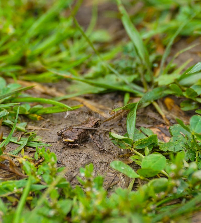 Close Up of a Frog on Field Stock Photo - Image of plant, wildlife ...