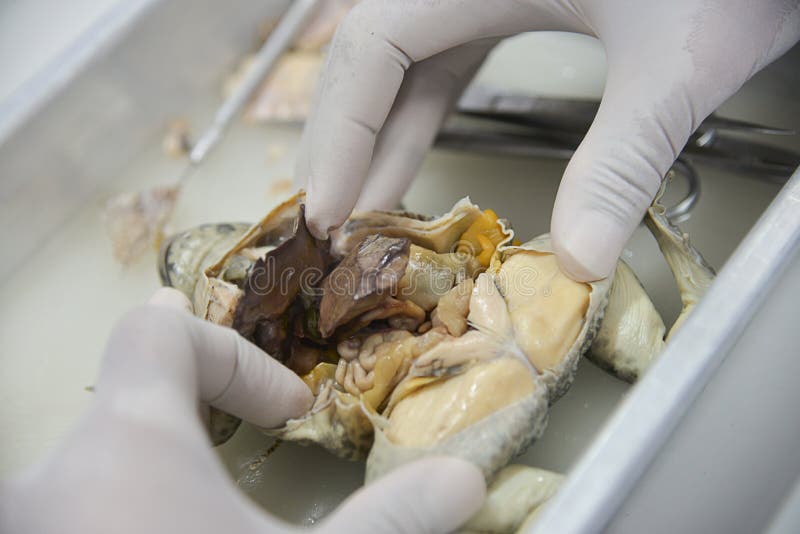 Close-up of Frog and Fish Comparative Anatomy Dissection in Biol Stock ...