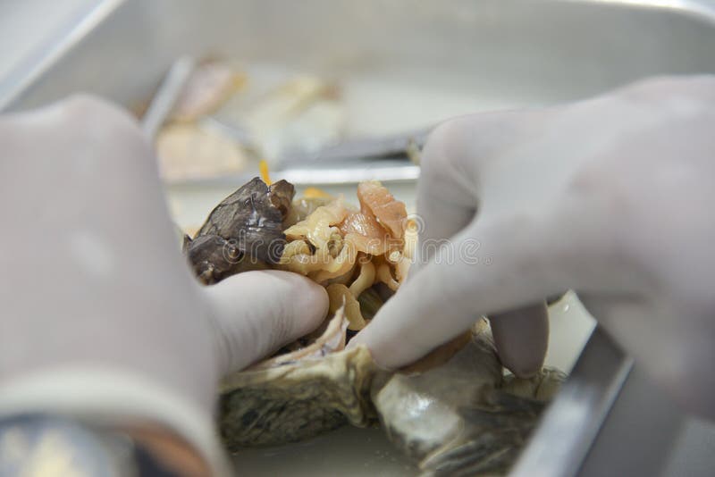 Dissection of Frog and Fish Stock Image - Image of dissect, foot: 26463757