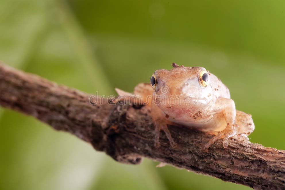Close Up of Frog, Focus on Head Stock Photo - Image of colorful, hiding ...