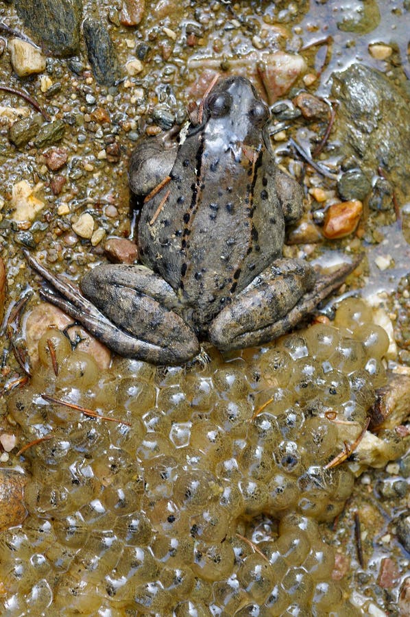 Close-up of a Frog and Frogspawn Stock Photo - Image of pool, embryo ...