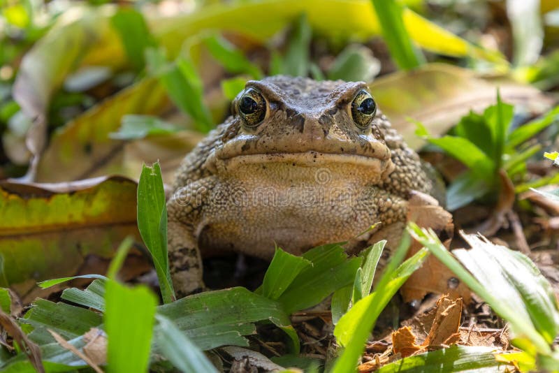 Close Up of Frog Front View Stock Photo - Image of nature, copy: 245144876