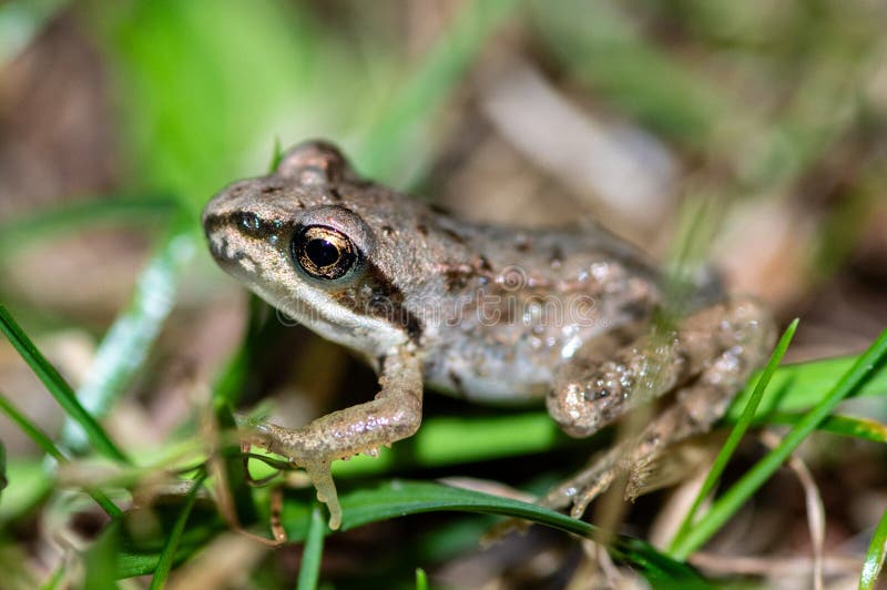 Close-up of a Frog on Green Grass Stock Photo - Image of leap, ribbit ...