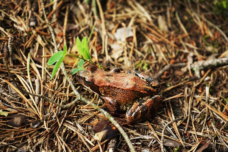 Close-up of a Frog on the Ground Stock Photo - Image of frog ...