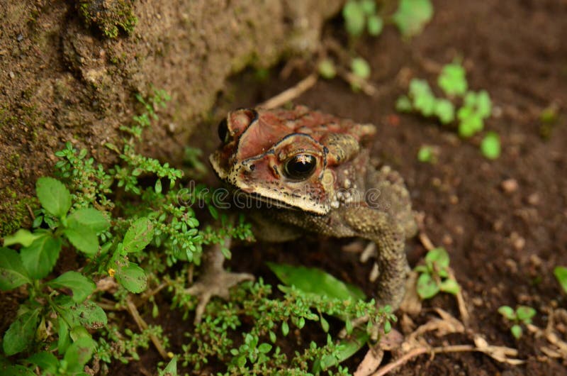Close-Up of Frog on the Ground Stock Photo - Image of ecology, isolated ...