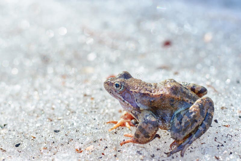 A Close Up of a Frog on the Ice. Early Spring. Abnormal Phenomena in ...