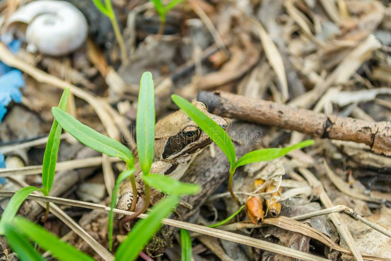 Close-up of a Frog in Its Natural Environment Stock Photo - Image of ...