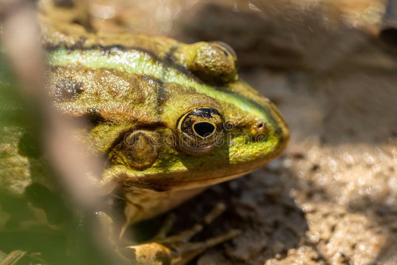 Close-up of a Frog Sitting in the Water Stock Image - Image of frog ...