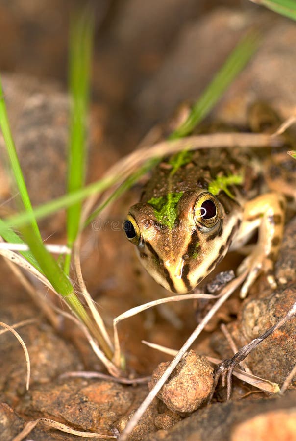 Close Up of Frog or Toad Looking into the Camera, India. Stock Photo ...