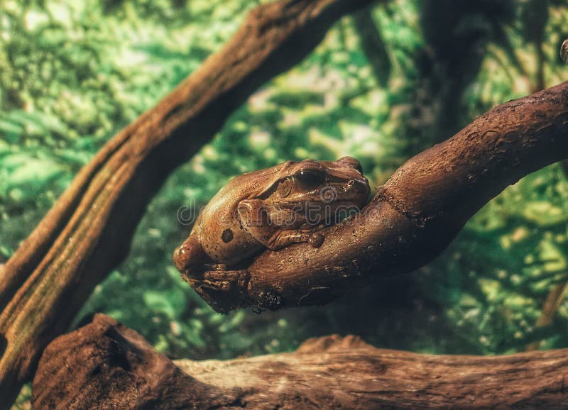 Close-up of Frog on Tree Trunk Stock Image - Image of close, trunk ...