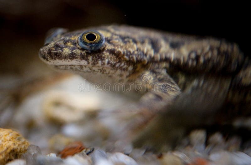 Close Up of a Frog Under Water Stock Photo - Image of macro, nature ...