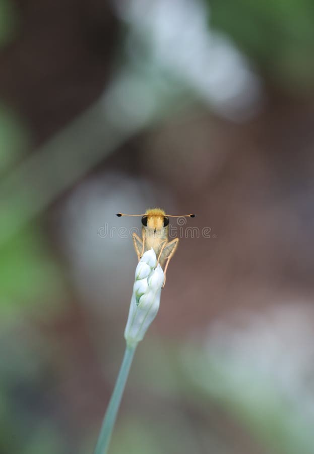A Close-up, Front-facing View of a Skipper Butterfly Perched on the Tip ...