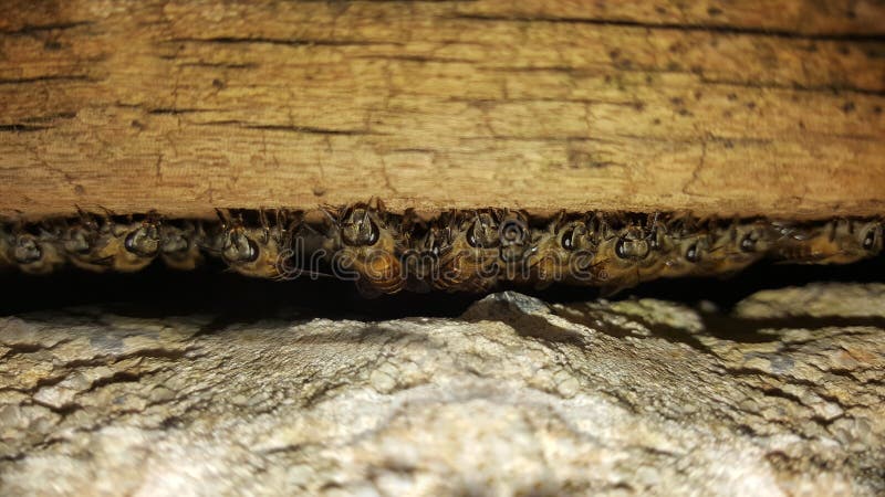 Close-up Front Row Stack of Bees between Wood and Concrete in Ho Stock ...