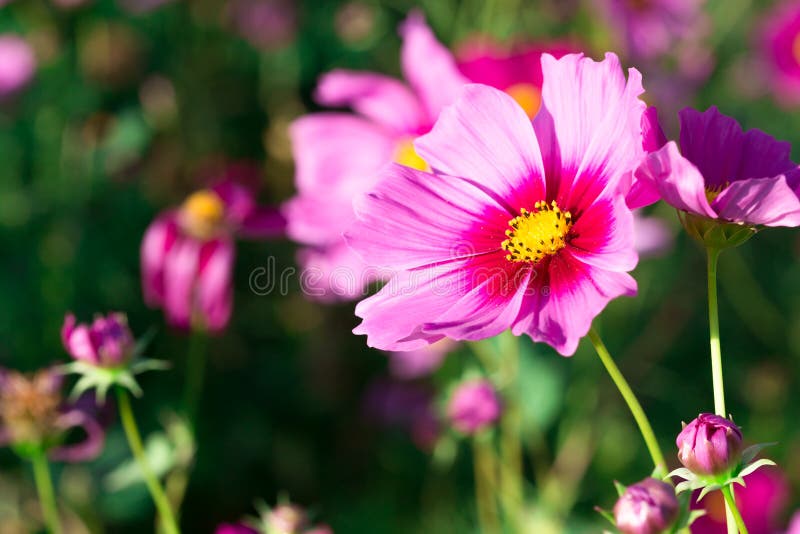 Close Up Front Side Blooming Cosmos Pink Flower. Stock Photo - Image of ...