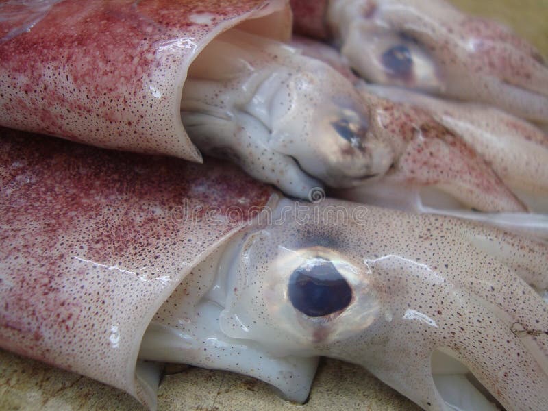 Close-up of the Front of a Squids Stock Image - Image of appetizer ...