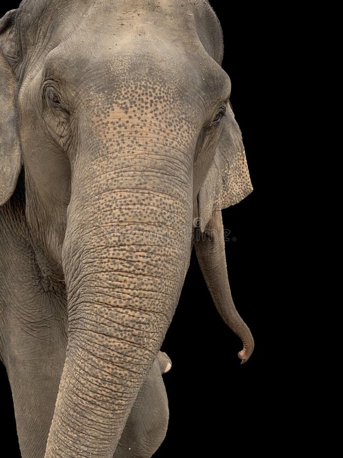 Close Up, Front View, of an Asian Elephant in Front of Another Elephant ...