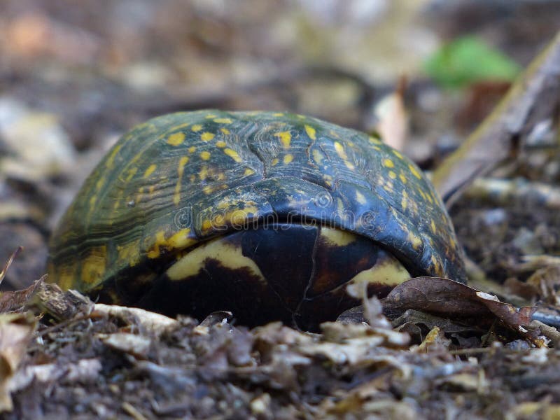 Eastern Box Turtle - Closed Shell, Front View Stock Image - Image of ...