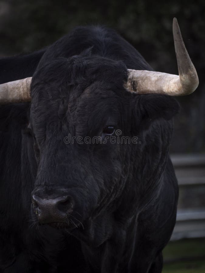 Close Up Front View of the Face of a Five Year Old Spanish Bull. Stock ...