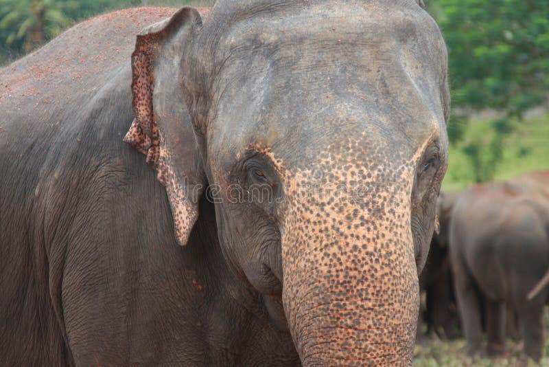 Close Up and Front View of the Face of the Sri Lankan Elephant Stock ...