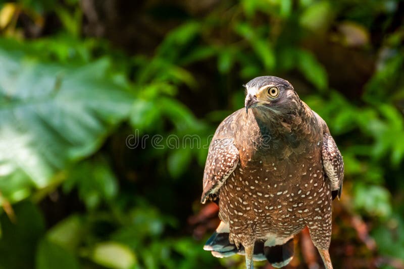 Close-up of a Falcon S Yellow Eye Stock Image - Image of mdina, themes ...