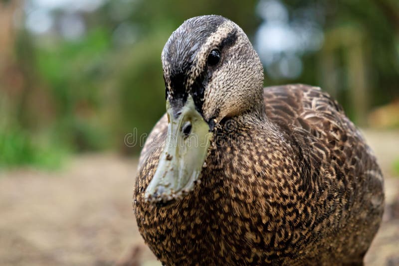 Close-up of a Front View of a Female Duck Staring at the Camera Stock ...