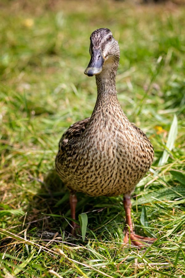 339 Front View Mallard Duck Stock Photos - Free & Royalty-Free Stock ...